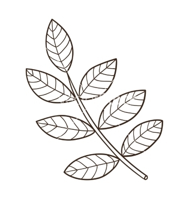 Free 3D file Leaf Identification Lesson・3D printing design to download ...