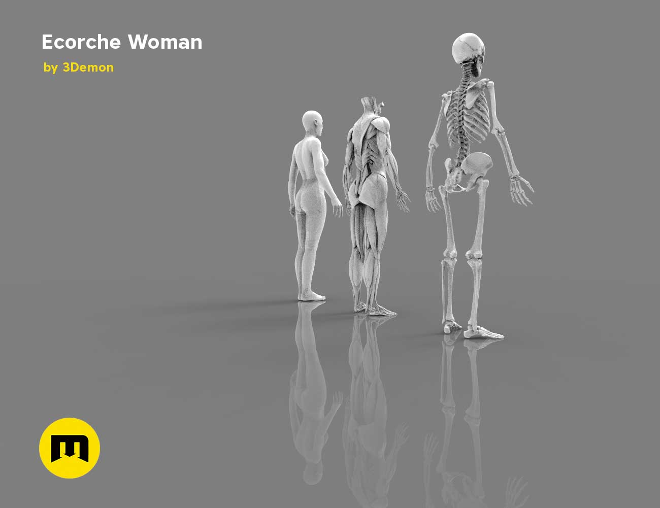 OBJ file Human model Ecorche woman 👩・3D printing model to download・Cults