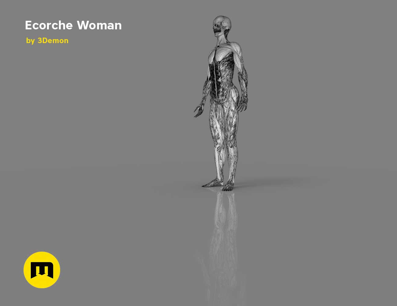 OBJ file Human model Ecorche woman 👩・3D printing model to download・Cults