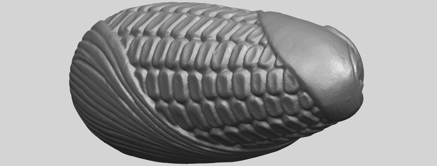 Download free STL file Corn • 3D printing model ・ Cults