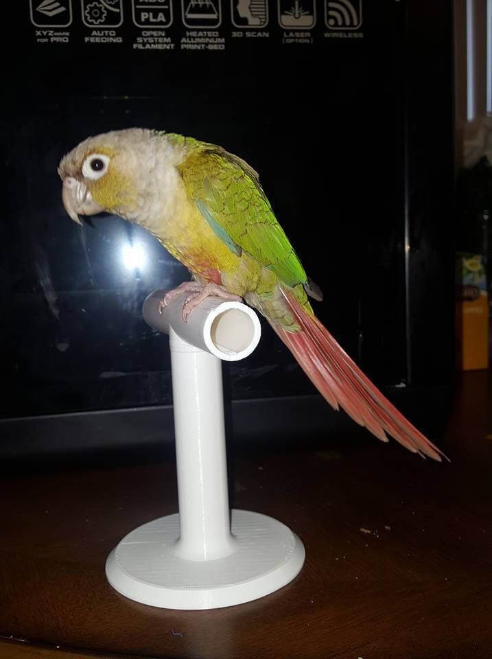 Free STL file Desktop Small Bird Perch・3D printable model to download・Cults