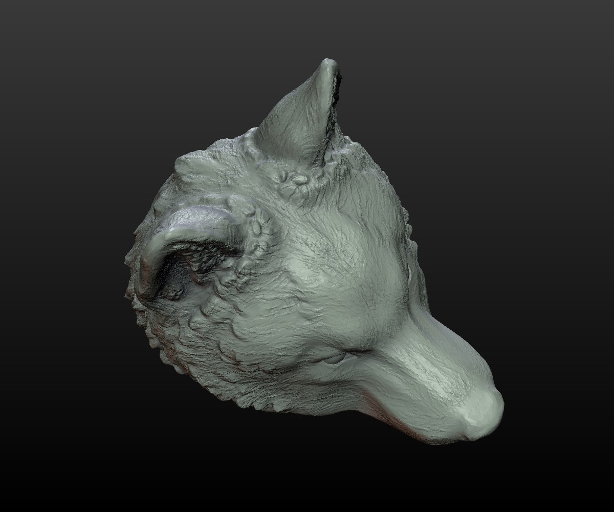 3D file Wolf Cap・3D print design to download・Cults