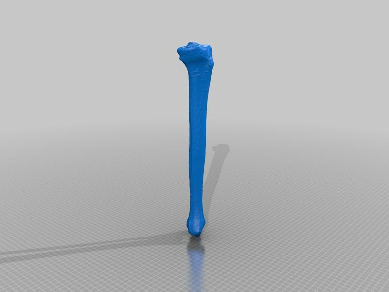 Archivo STL gratis Tibia y peroné humanos 🩻・Plan de la impresora 3D ...