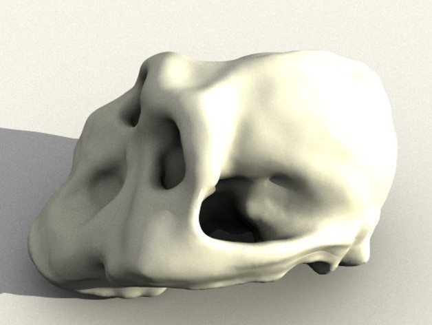 Free STL file Paranthropus/Australopithicus Boisei Skull 💀・3D print ...