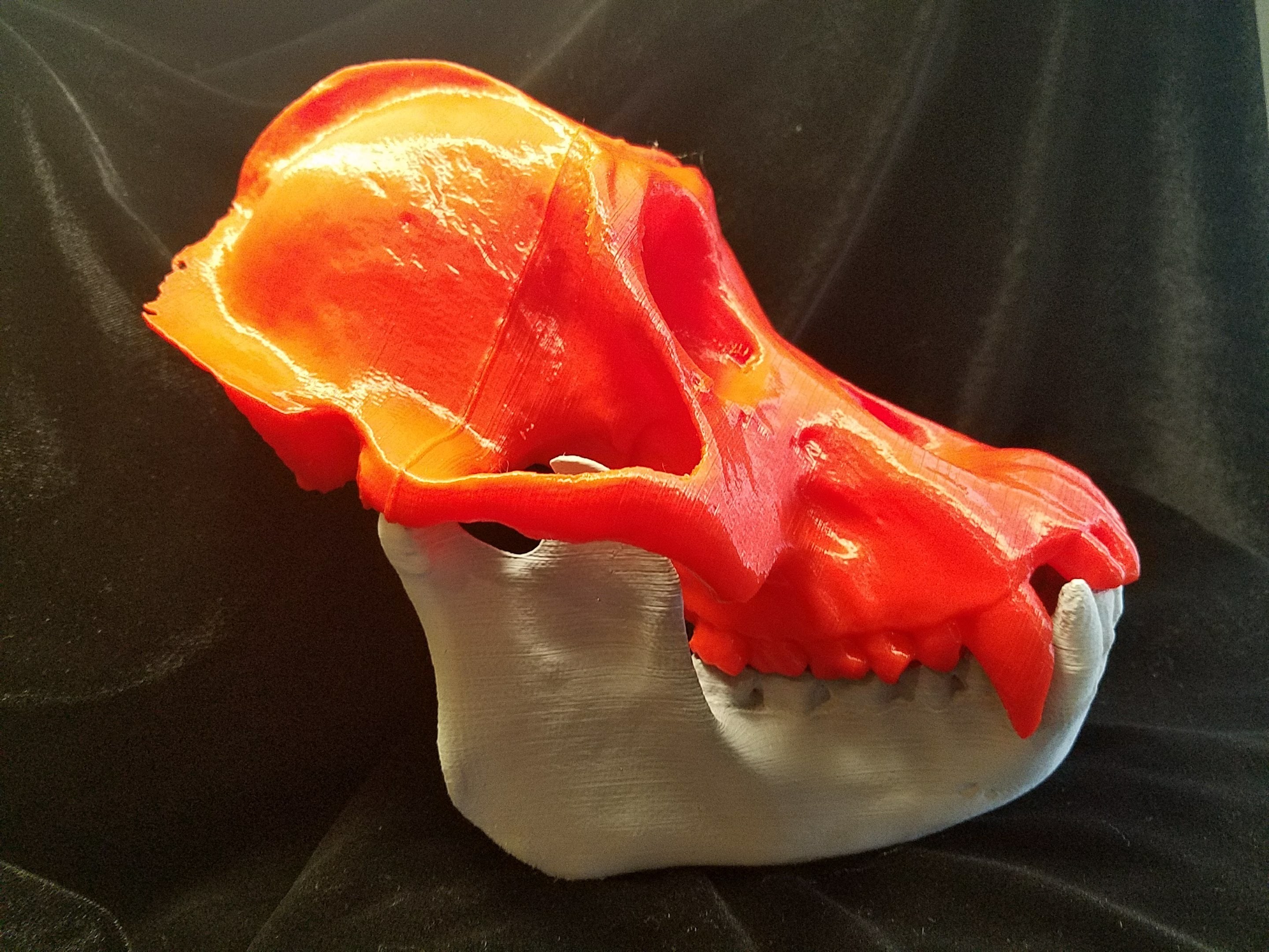 STL file Replica Real Orangutan Primate Skull and Jaw・3D printing idea ...