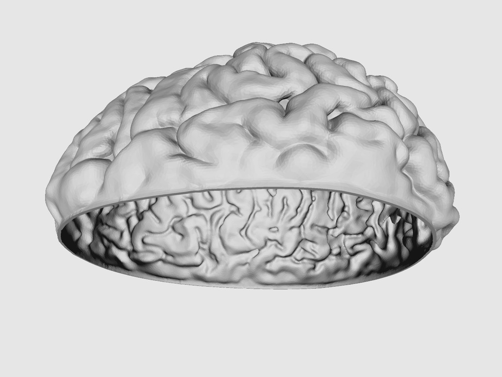 Fichier 3D gratuit Cerveau "humain visible" imprimable・Idée pour ...