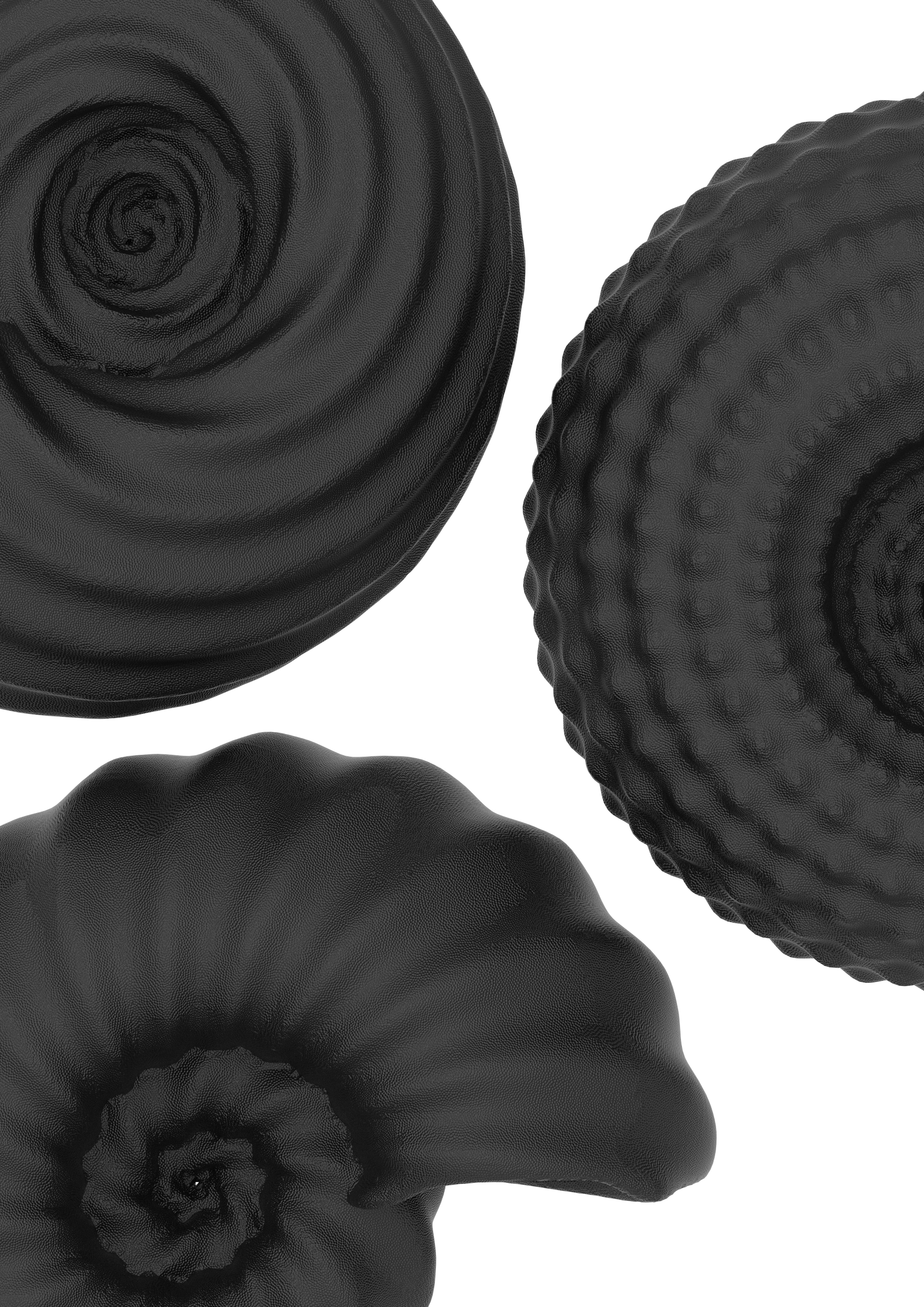 STL-Datei Nautilus Shell- Bündelpackung 🐚・Design für den 3D-Druck zum ...