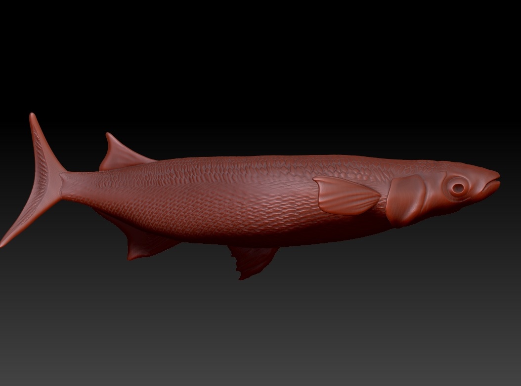 OBJ file Atlantic Silverside - Greater silver smelt・Model to download ...