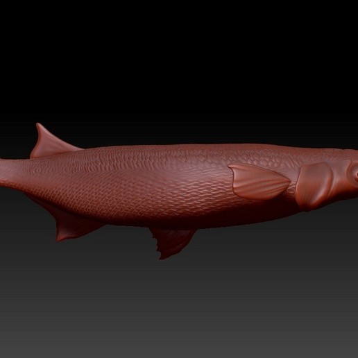 Download STL file Atlantic Silverside - Greater silver smelt ・ Cults