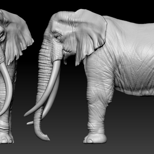Download OBJ file Elephant African • 3D printable template ・ Cults