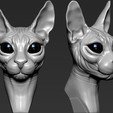 Download 3D model Cat sphynx ・ Cults