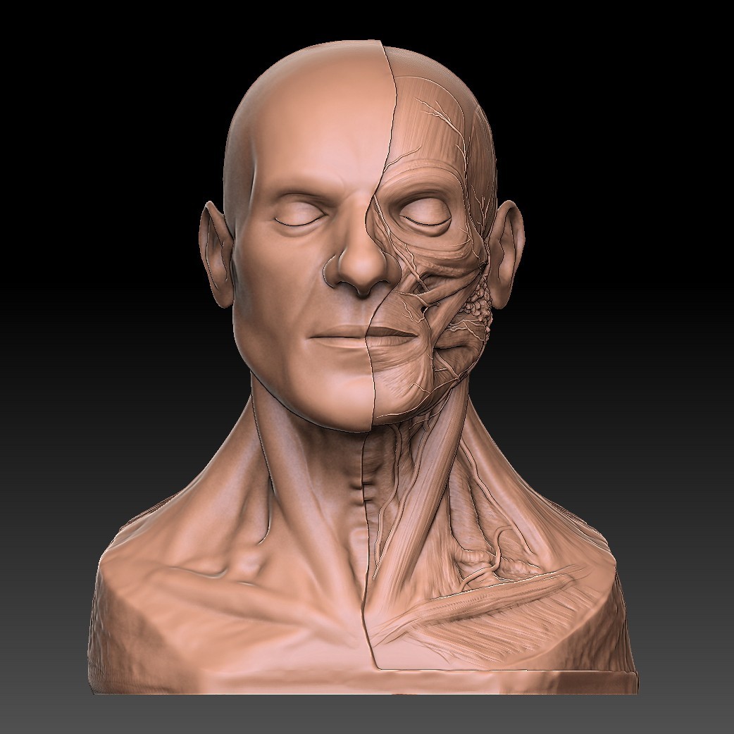 STL file Human Head Artistic Anatomy 3D Print 🎨・3D printer model to ...