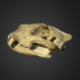 Download free STL file Lion Skull ・ Cults