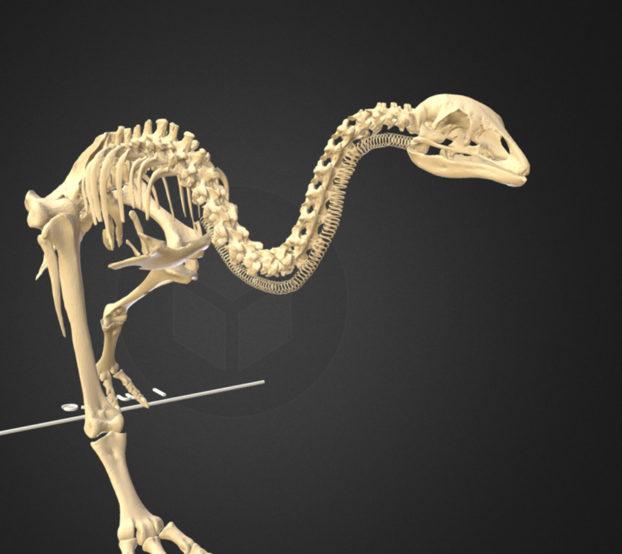 Download free STL file Little bush moa skeleton • 3D printable object ...