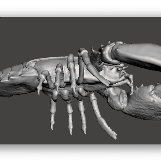 Download 3D printing files Maine style Lobster ・ Cults