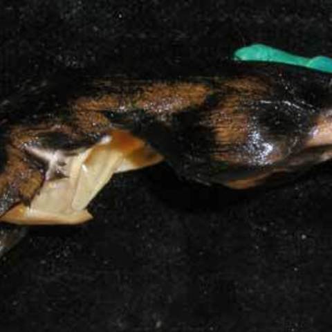 Download free STL file Mus musculus, House Mouse skull • 3D print ...