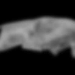 Download free STL file Macropus rufus, Red Kangaroo skull • 3D print ...