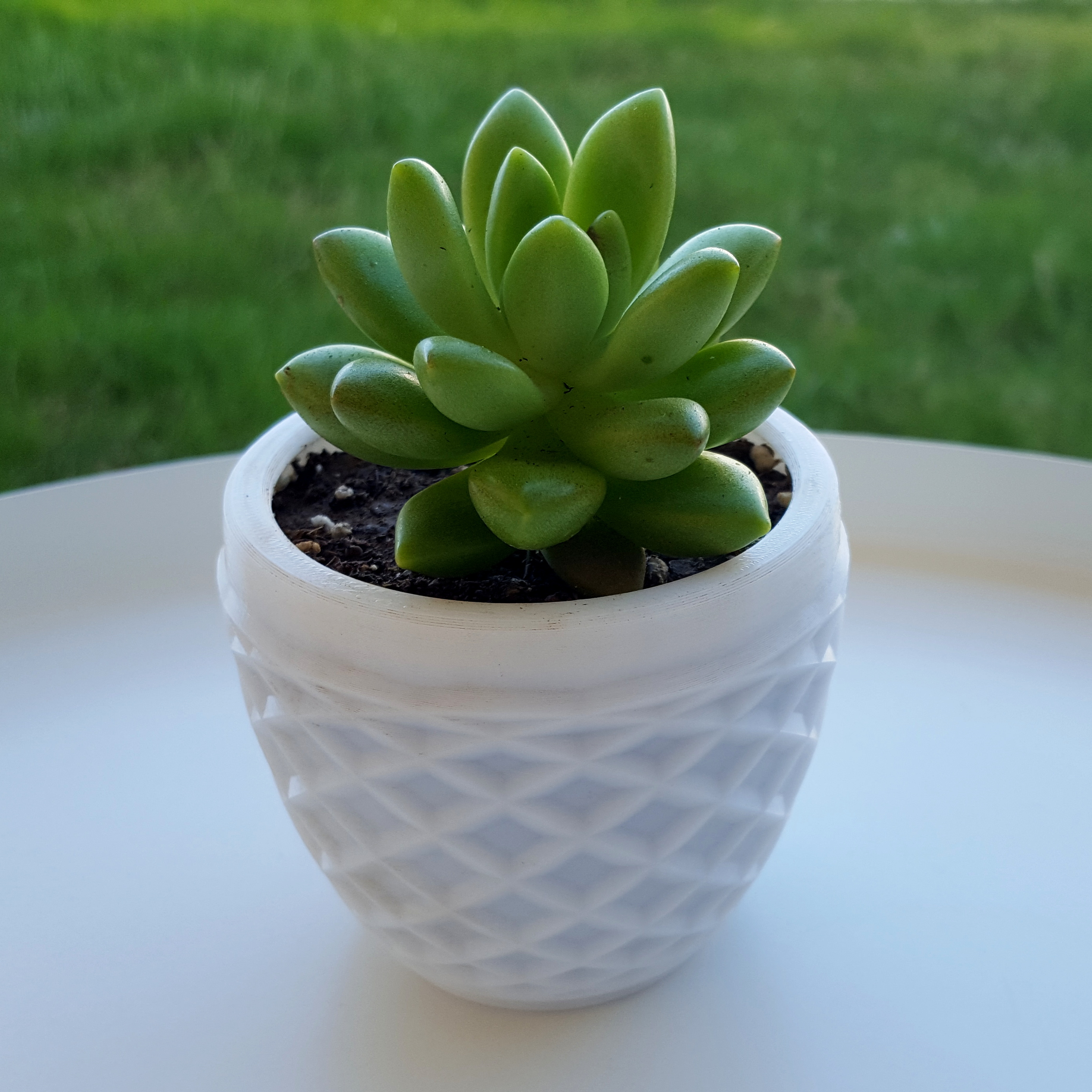 STL file SUCCULENT PLANTERS 6・3D printing idea to download・Cults