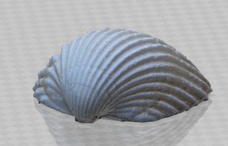 Free STL file Shells for everyone・3D print object to download・Cults