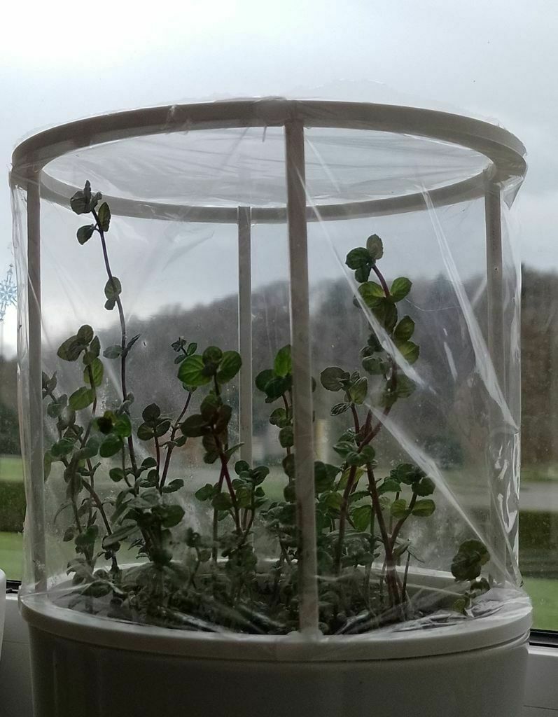 Free 3D file Hot_House_Plant・3D print design to download・Cults