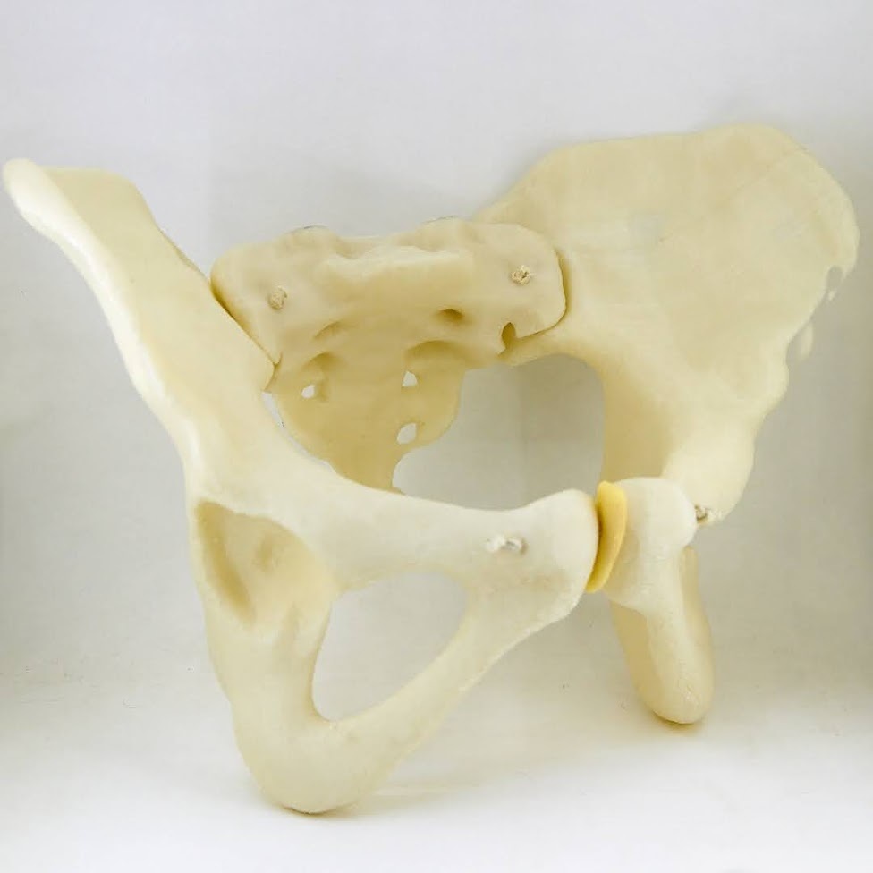 STL file Articulated Female Pelvis・Model to download and 3D print・Cults