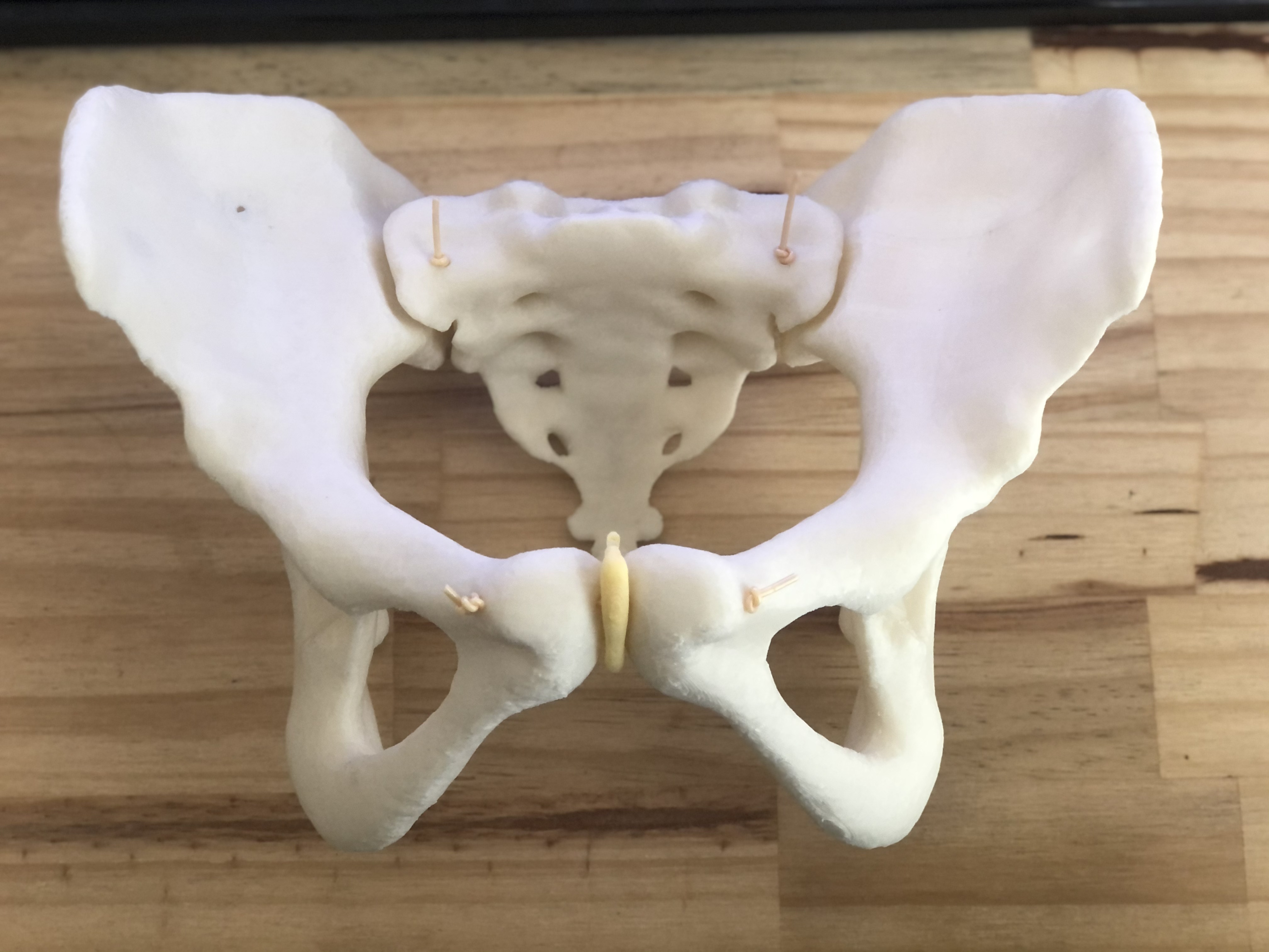STL file Articulated Female Pelvis・Model to download and 3D print・Cults