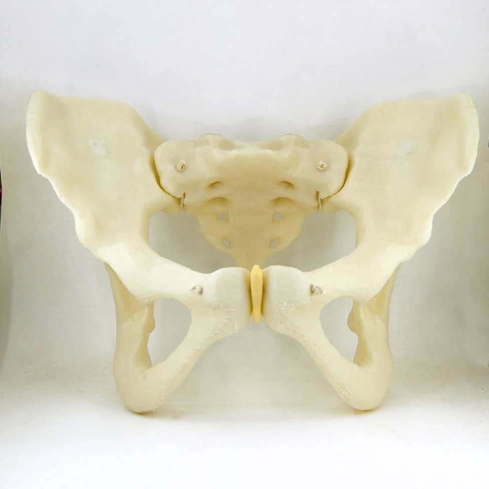 STL file Articulated Female Pelvis・Model to download and 3D print・Cults