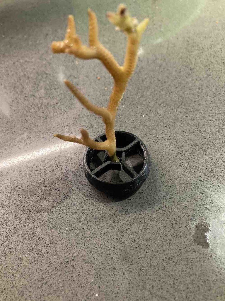 Free STL file Coral frag or plant holder・3D print object to download・Cults