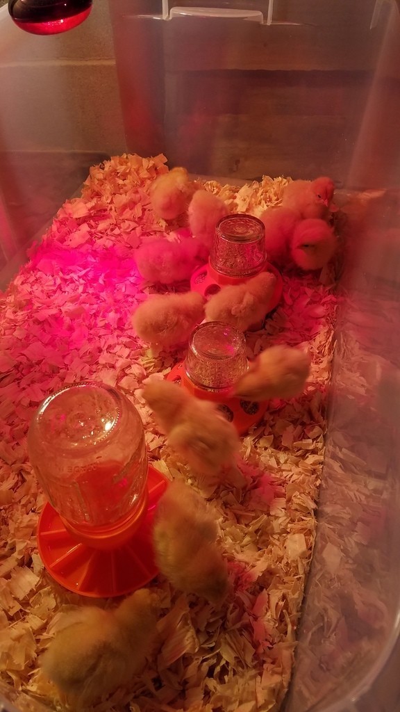 Free STL file Baby Chick Feeder for Mason / Canning Jar・Template to ...