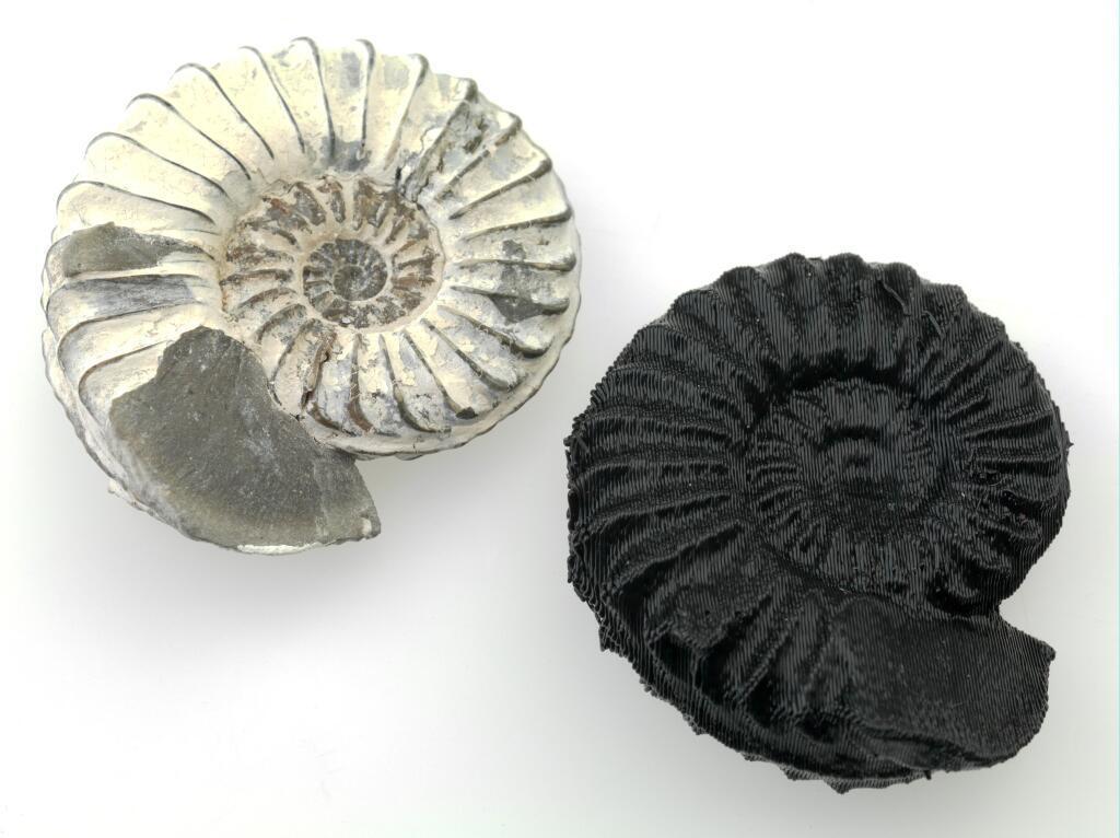 Free STL file Ammonite・Template to download and 3D print・Cults