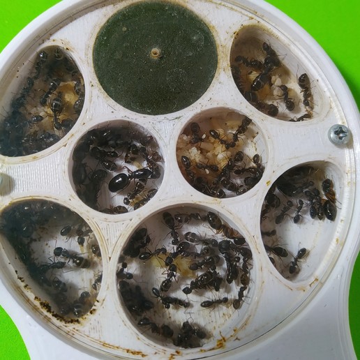 Download STL file Formicarium Rock v2 by 4ants • Template to 3D print ...