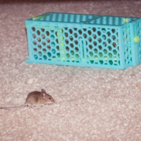 Download free STL file Friendly mousetrap, fully printable • 3D ...