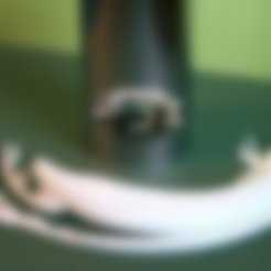 Download free 3D model Anamorphic Frog ・ Cults