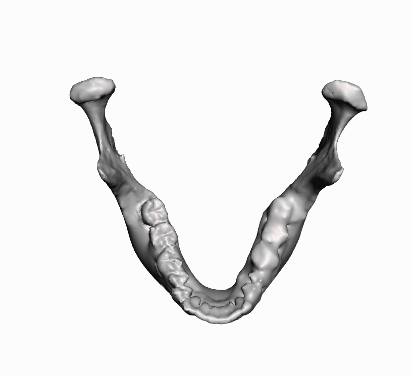 STL file Human Mandible・3D printing model to download・Cults