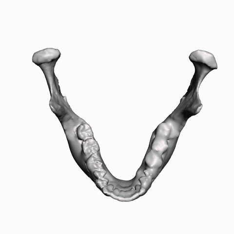 Descargar modelo 3D Mandíbula humana ・ Cults