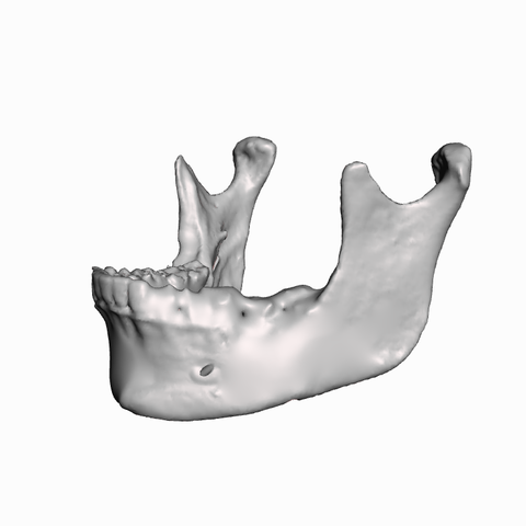 Descargar modelo 3D Mandíbula humana ・ Cults