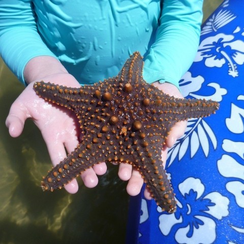 Download free 3D print files Customizable Starfish ・ Cults