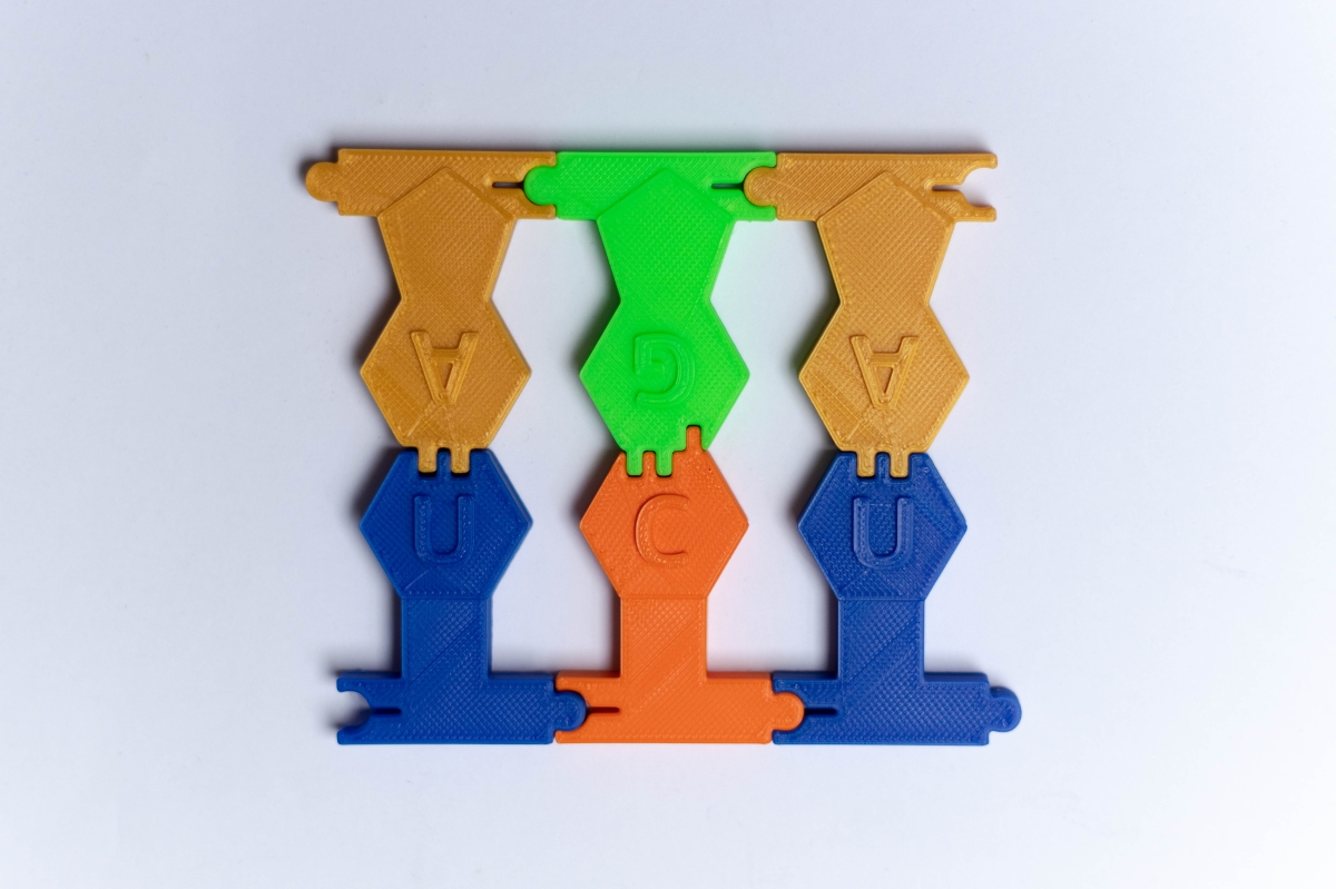 Free STL file DNA/RNA Building Toy Set with Improved Joints・3D printing ...