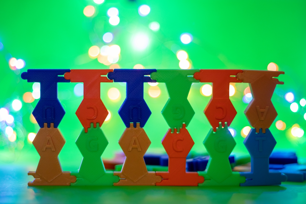 Free STL file DNA/RNA Building Toy Set with Improved Joints・3D printing ...