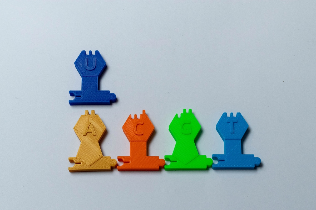 Free STL file DNA/RNA Building Toy Set with Improved Joints・3D printing ...