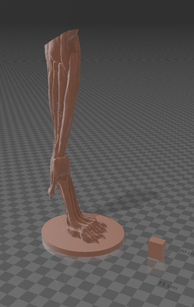 OBJ file Scan - dog muscular system - paws - paws - paws 🩻・3D printable ...