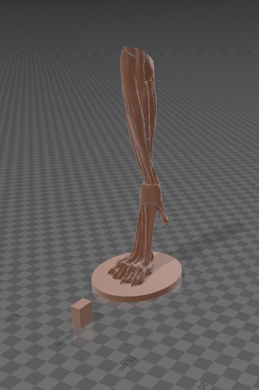 OBJ file Scan - dog muscular system - paws - paws - paws 🩻・3D printable ...