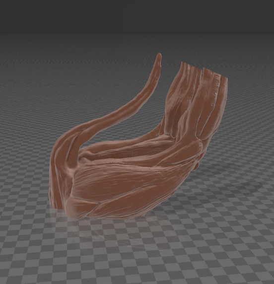 OBJ file Scanning - dog muscular system - hip and thighs - hip and ...