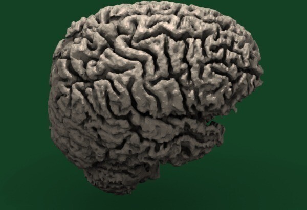 Free STL file Human Brain・3D printing idea to download・Cults