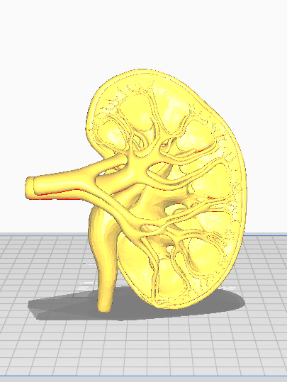 Free STL file Kidney 🧑‍⚕️・Object to download and to 3D print・Cults