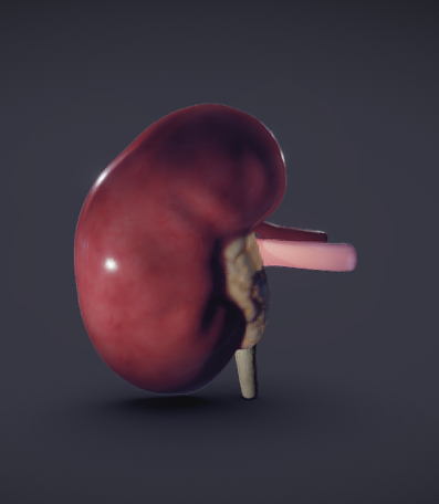 Free STL file Kidney 🧑‍⚕️・Object to download and to 3D print・Cults