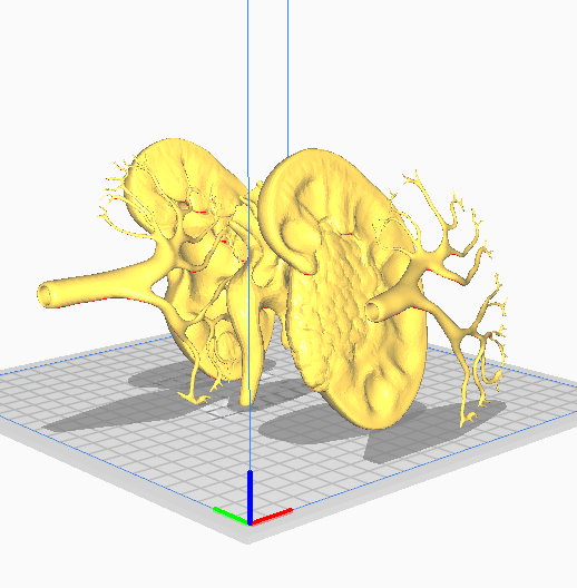 Free STL file Kidney 🧑‍⚕️・Object to download and to 3D print・Cults