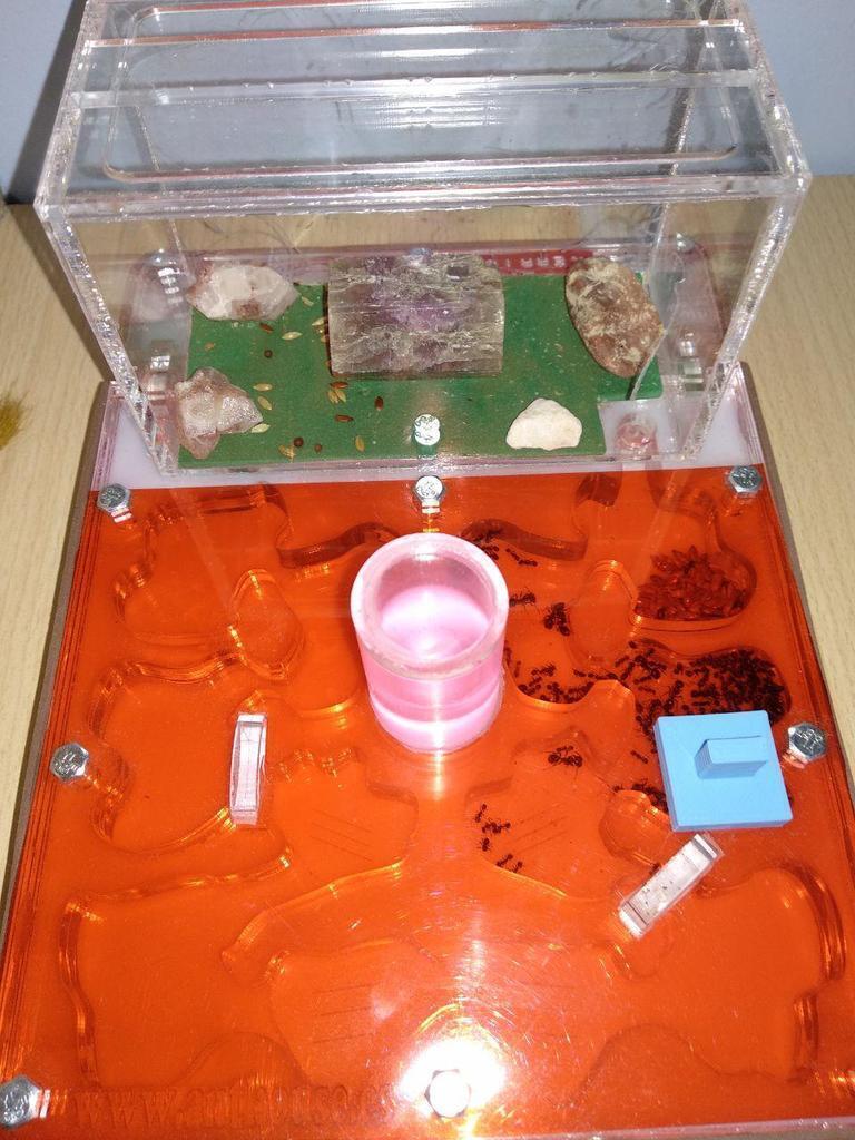 Free STL file Formicarium queen cover 👸・3D printable design to download ...