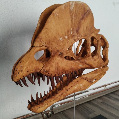 Download STL files Dilophosaurus Skull ・ Cults