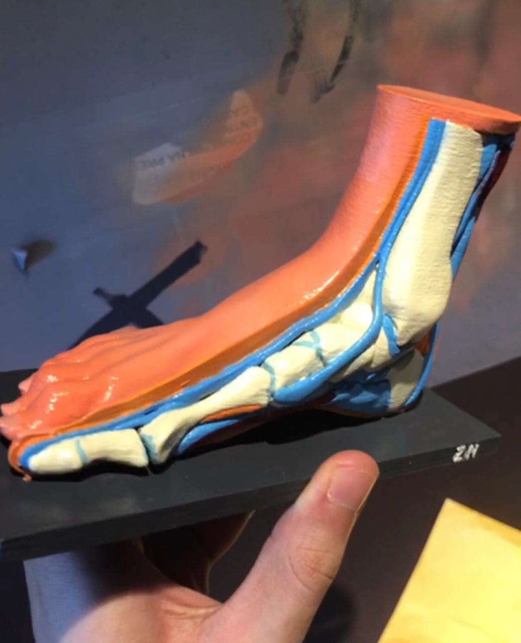 STL file Anatomic foot 🦶・3D printing template to download・Cults